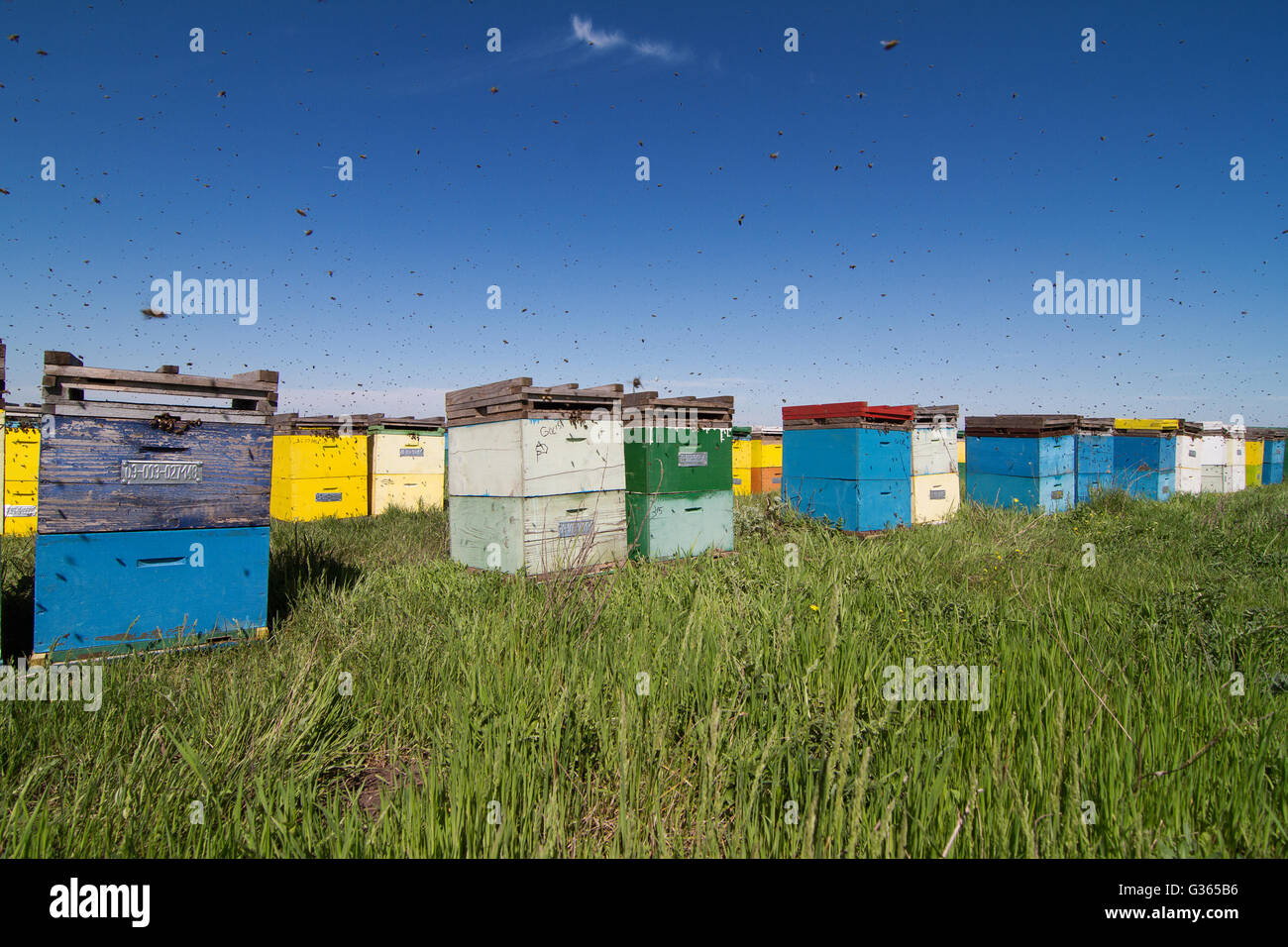 Horizontal front view of a row of colored beehives aligned in a field ...