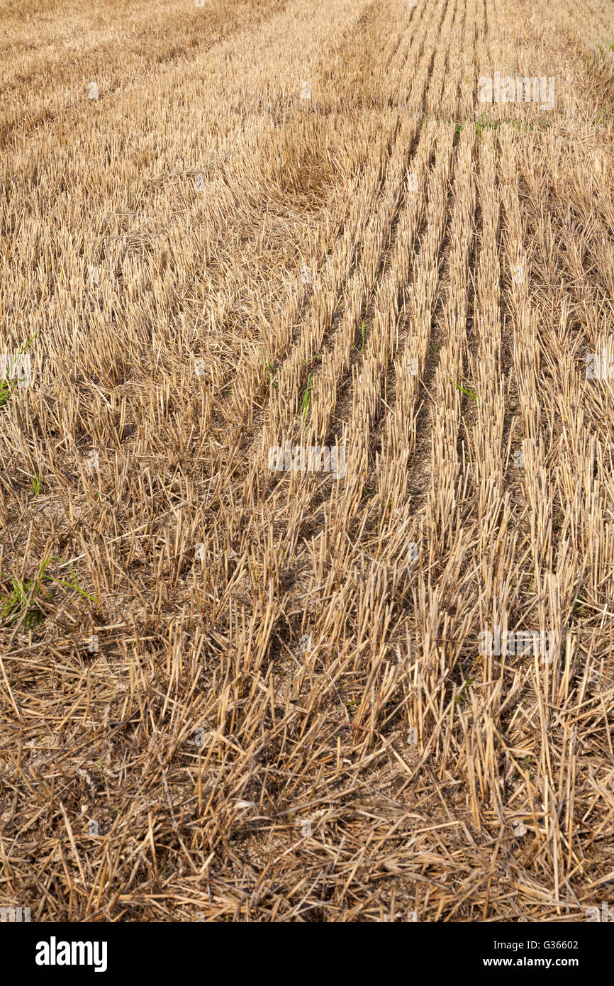 Corn stubble field hi-res stock photography and images - Alamy
