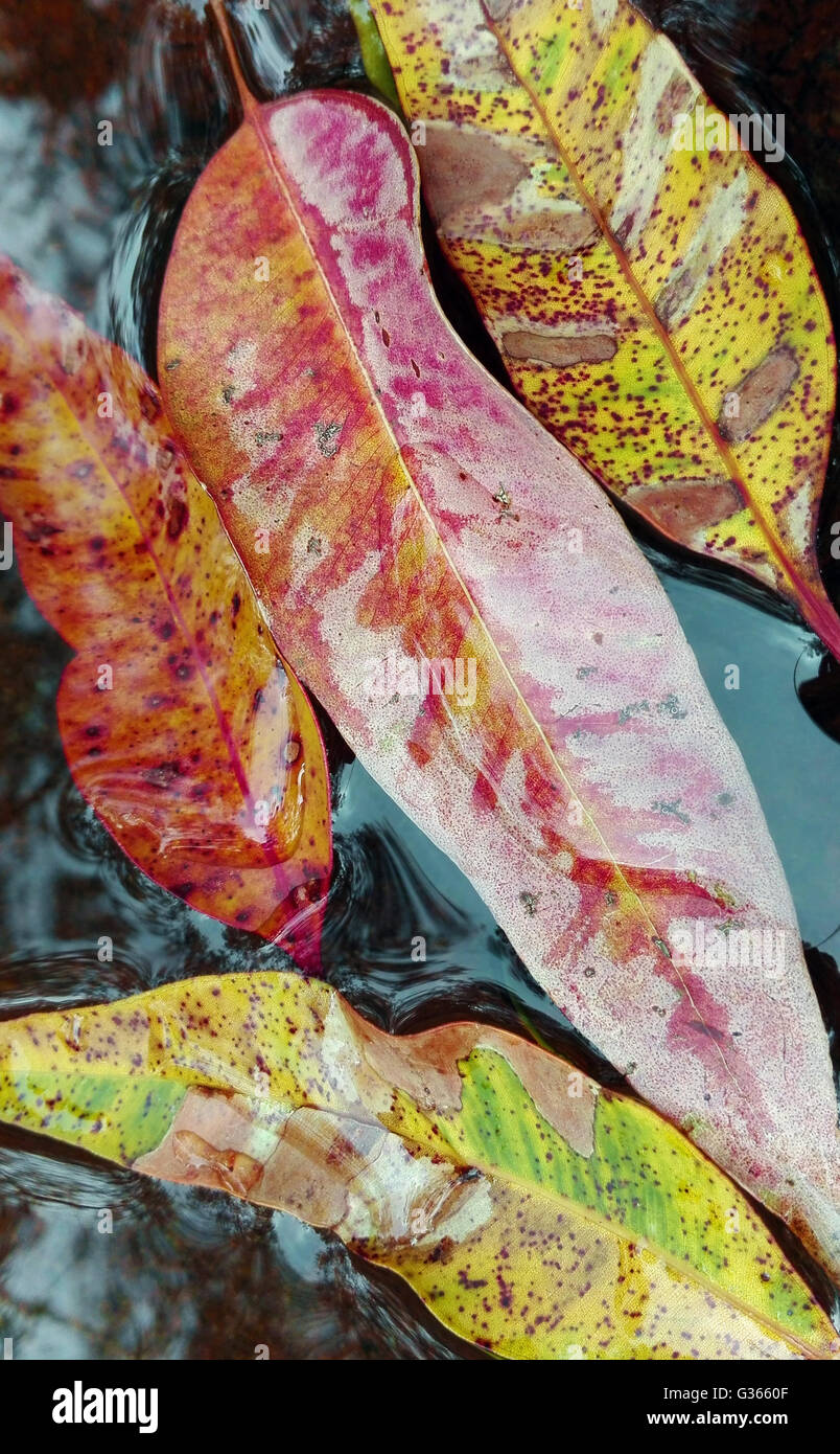 Gum tree leaves hi-res stock photography and images - Alamy