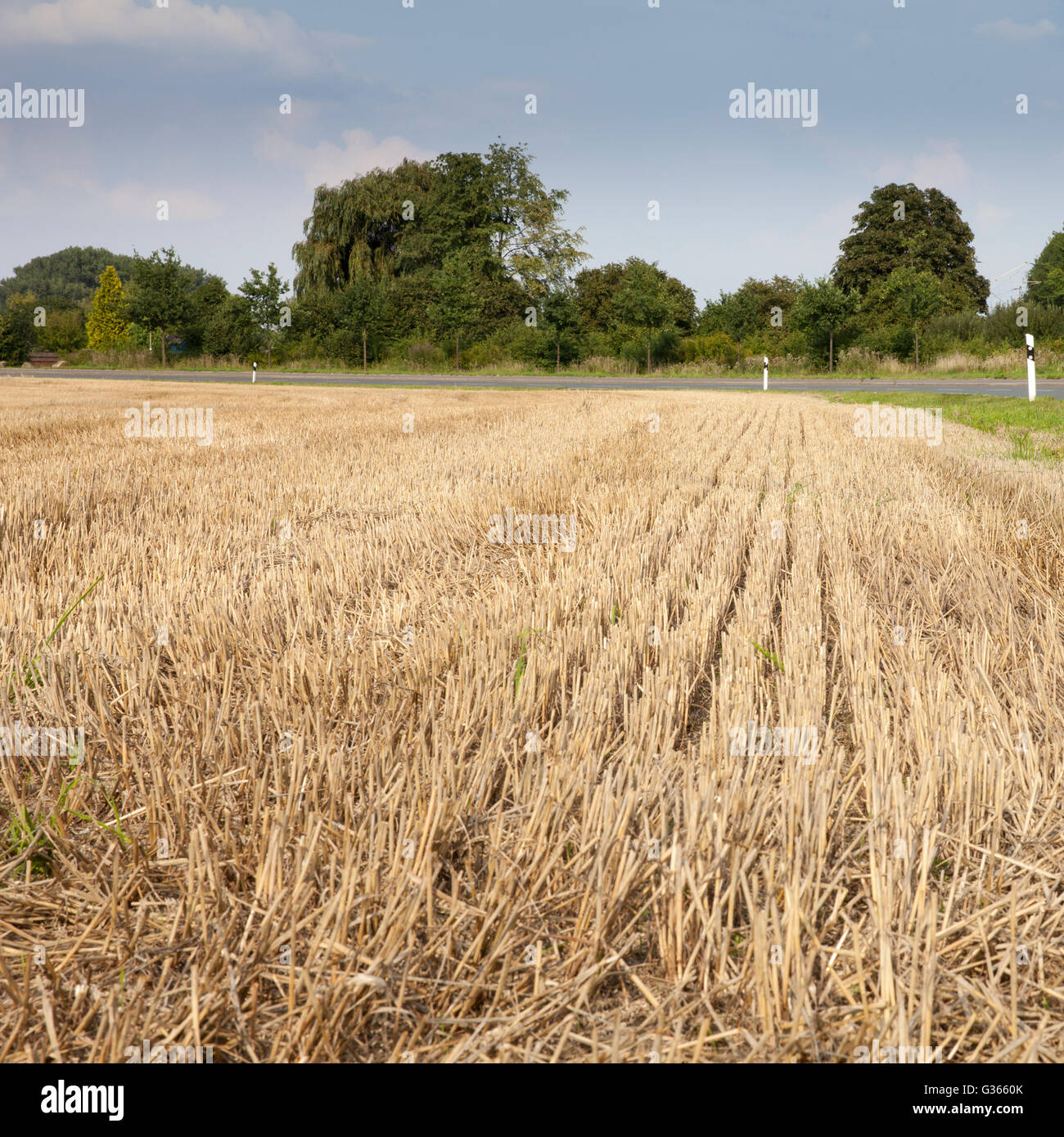 Corn stubble field hi-res stock photography and images - Alamy