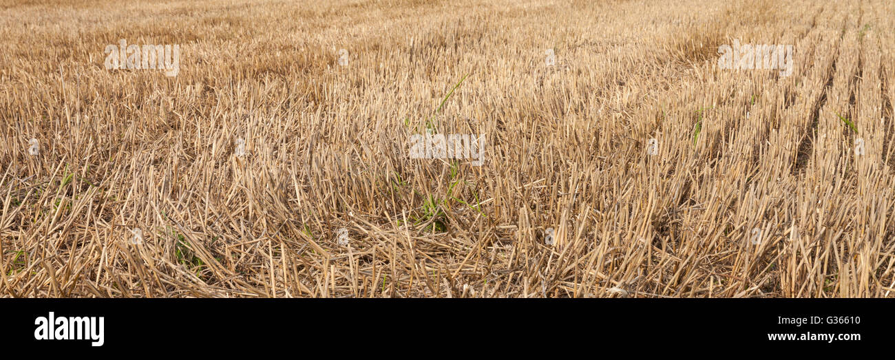 Corn stubble field hi-res stock photography and images - Alamy