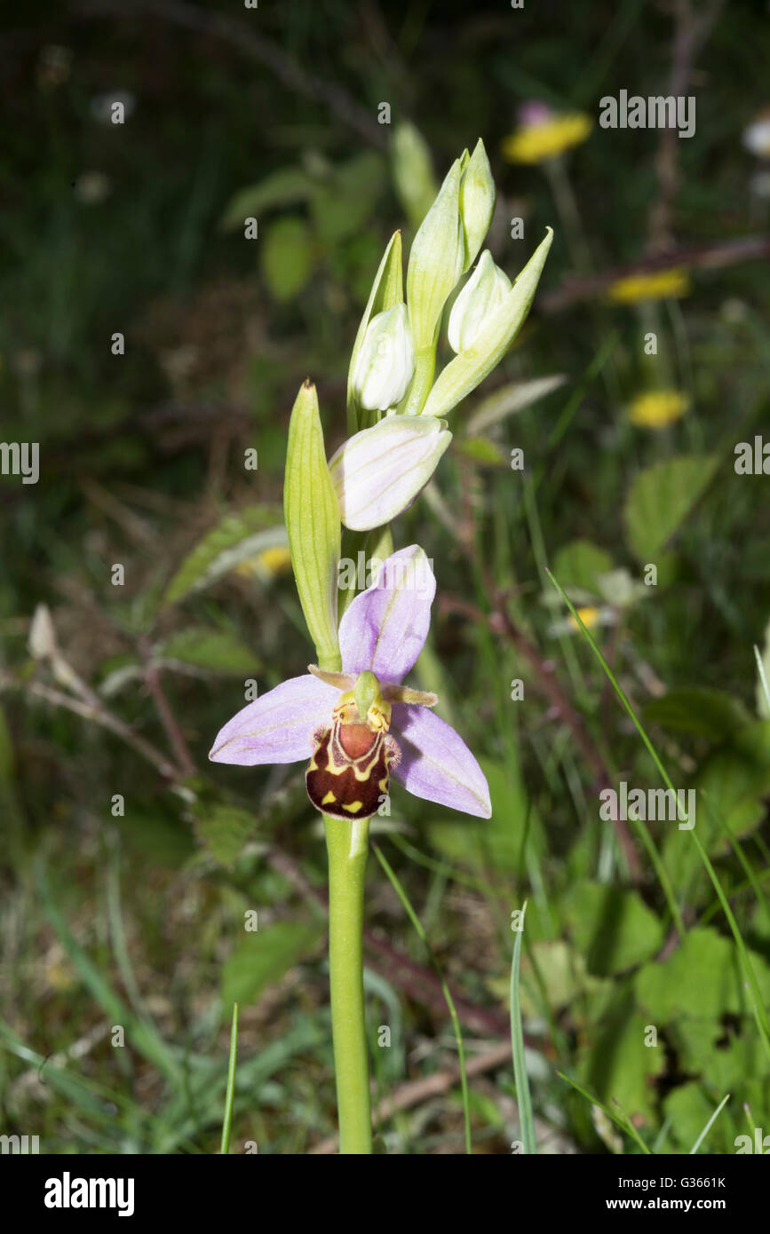 Ophrys apifera, Bee Orchid Stock Photo - Alamy