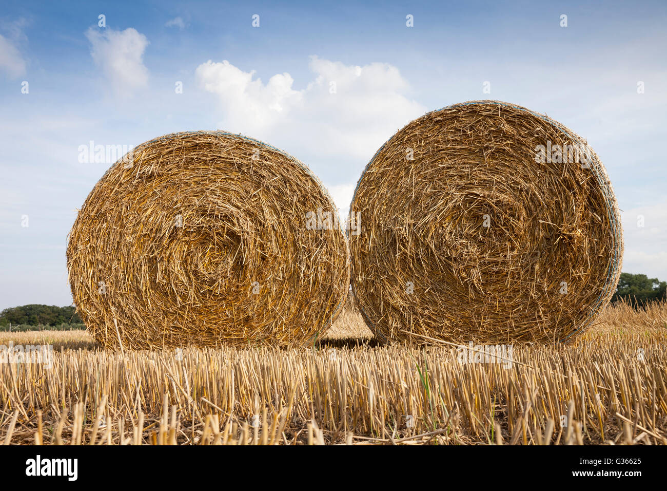 Straw stubble hi-res stock photography and images - Alamy