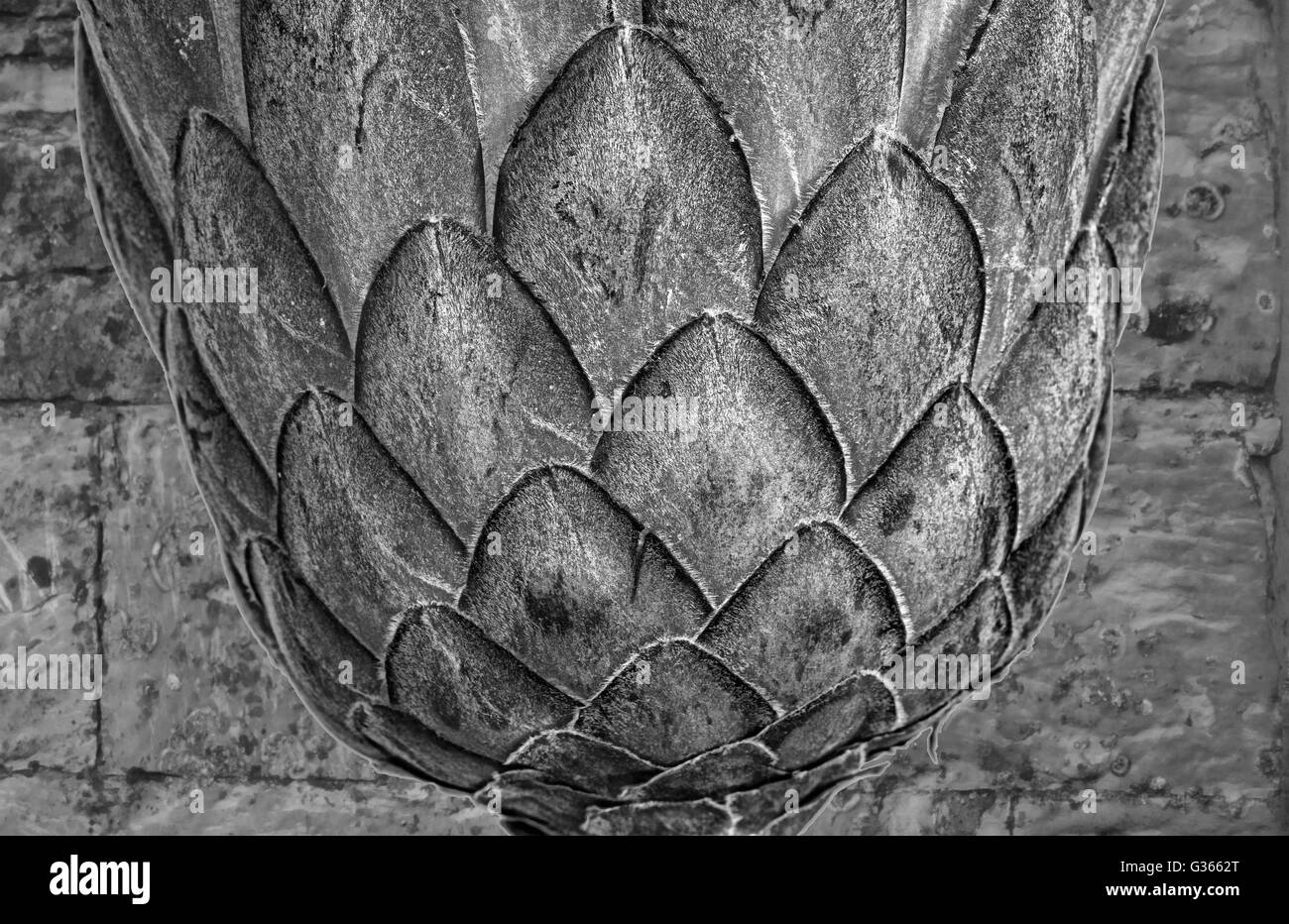 Texture study of a plant Stock Photo - Alamy
