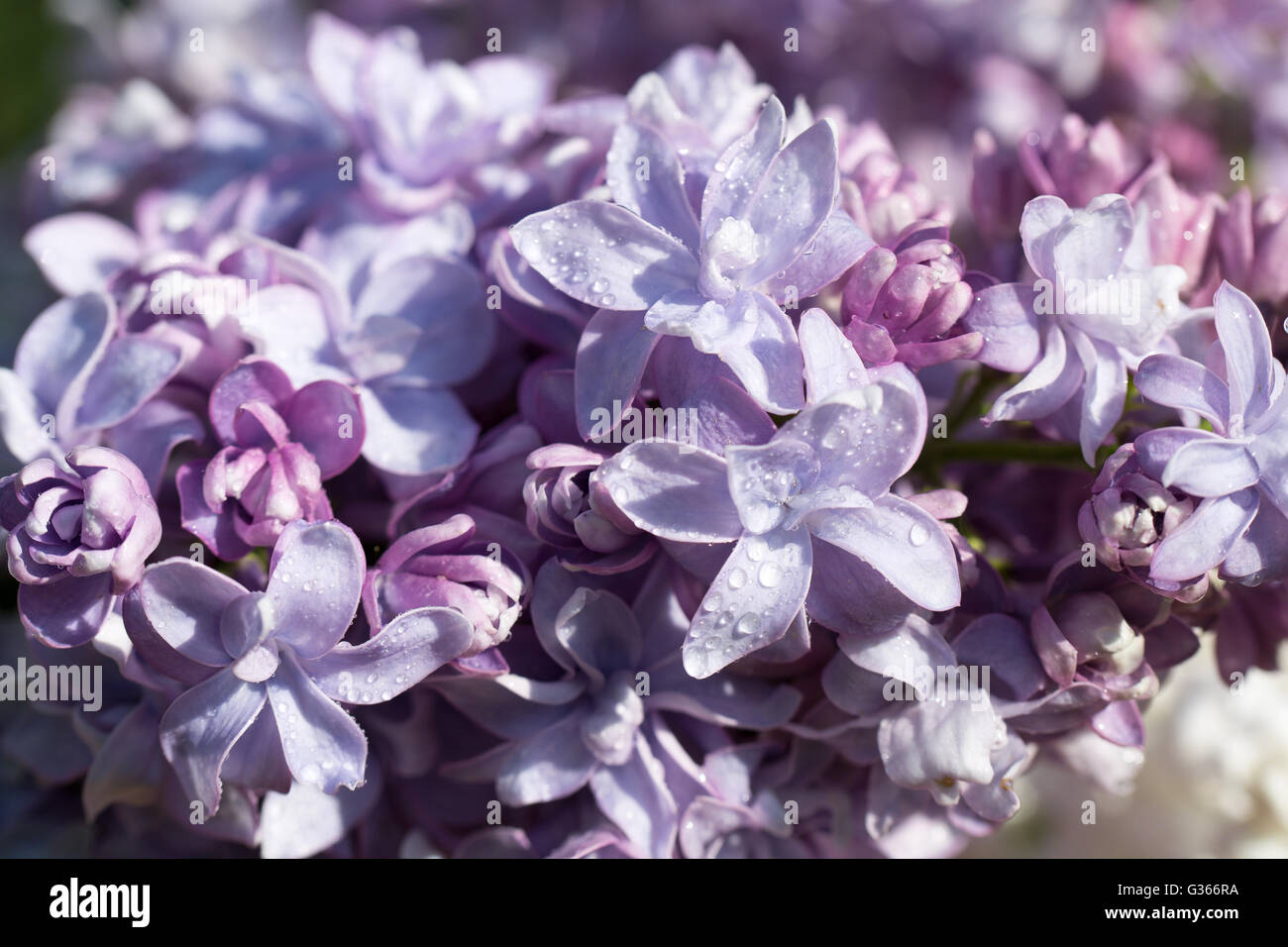 Blue lilac closeup Stock Photo - Alamy