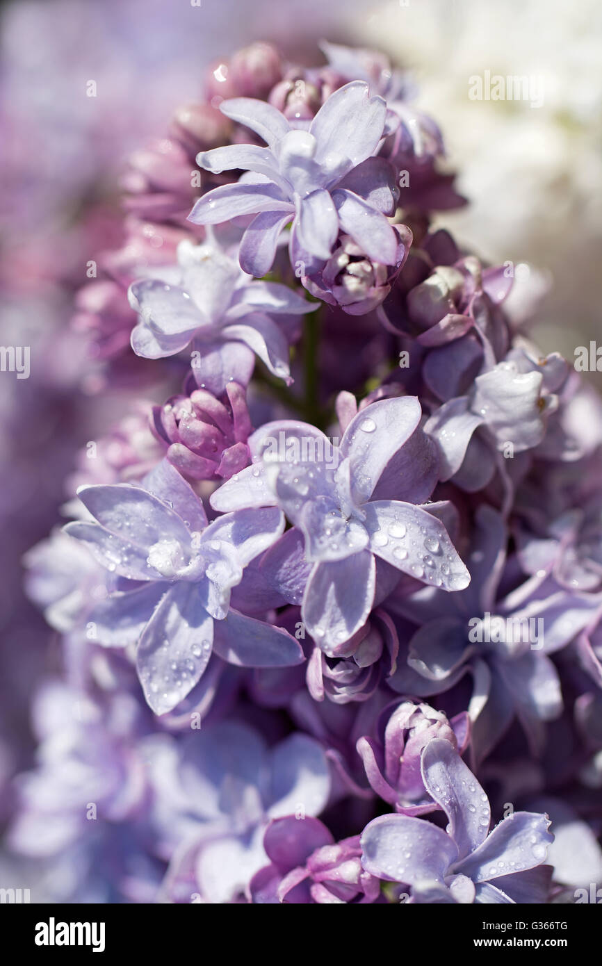 Blue lilac closeup Stock Photo - Alamy