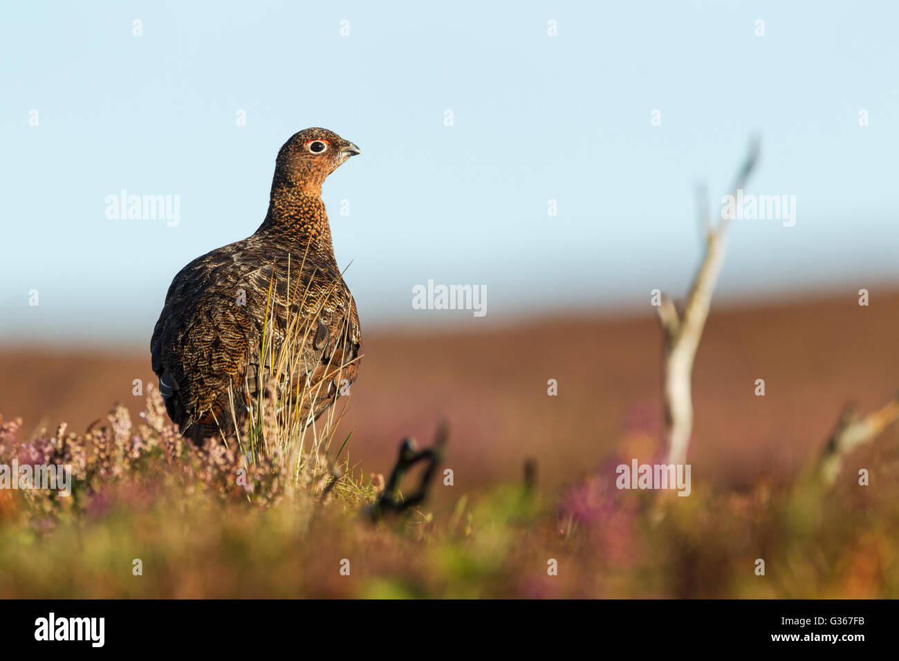 Male red grouse, Latin name Lagopus lagopus scotica, in warm light ...
