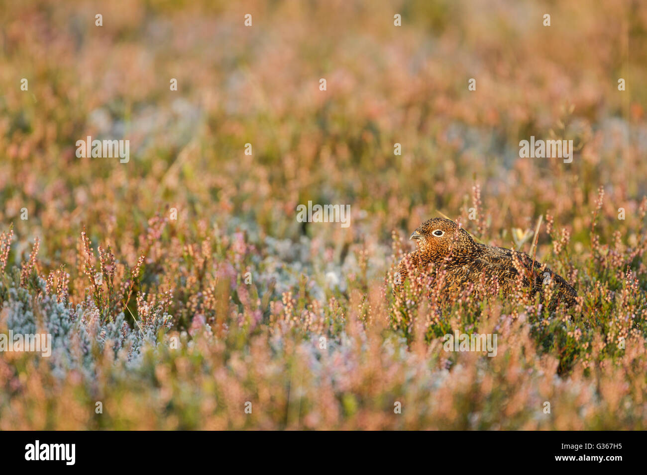Female red grouse, Latin name Lagopus lagopus scotica, in warm light ...