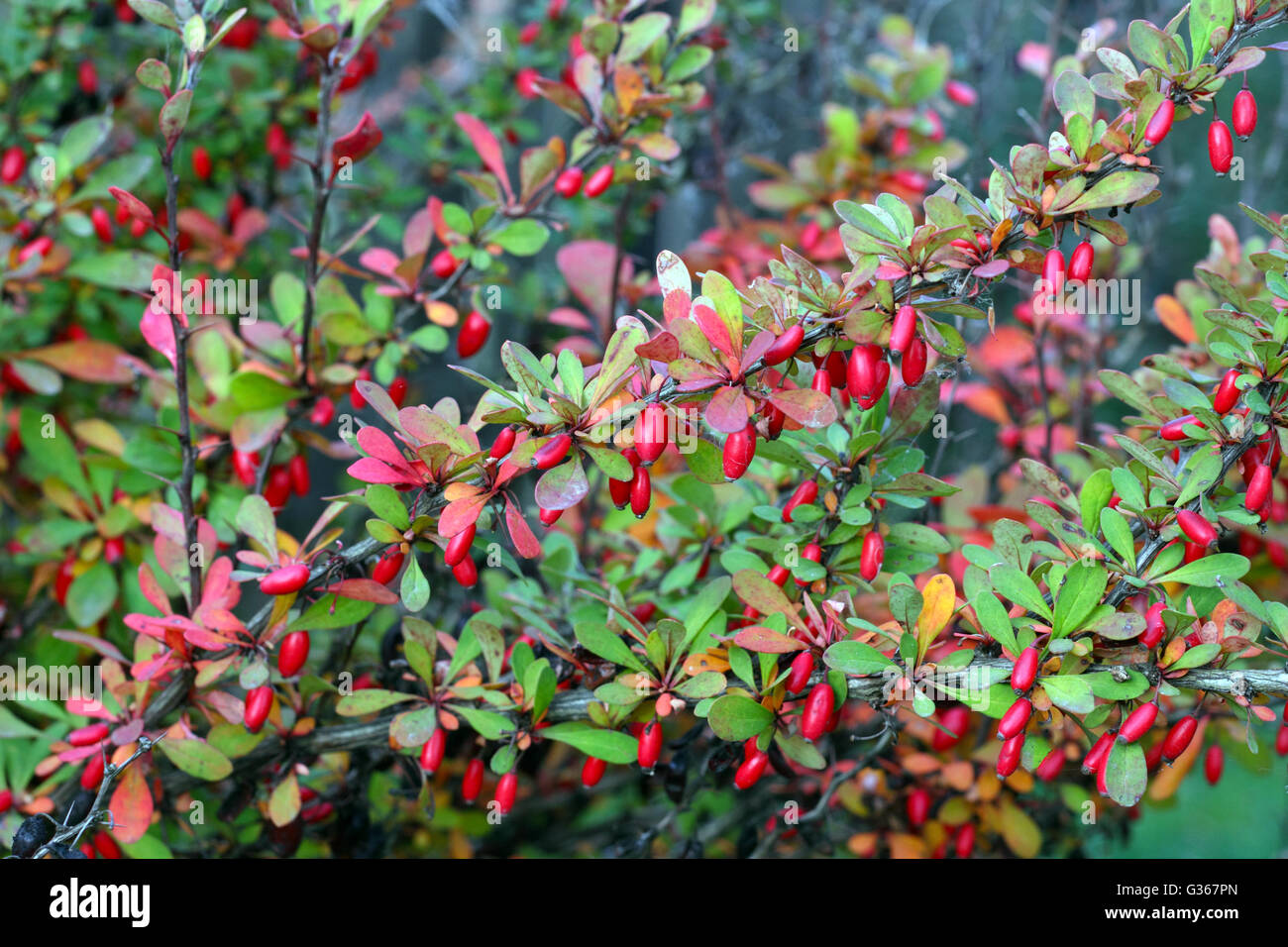 Barberries barberry hi-res stock photography and images - Alamy