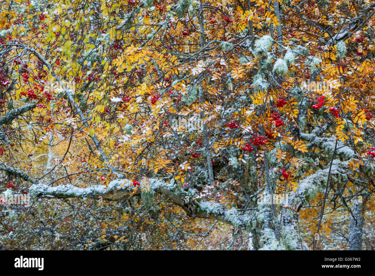 Rowan tree (mountain ash), Latin name Sorbus aucuparia, in autumnal ...
