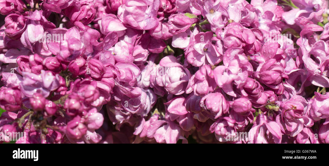 floral background, red lilac Stock Photo - Alamy