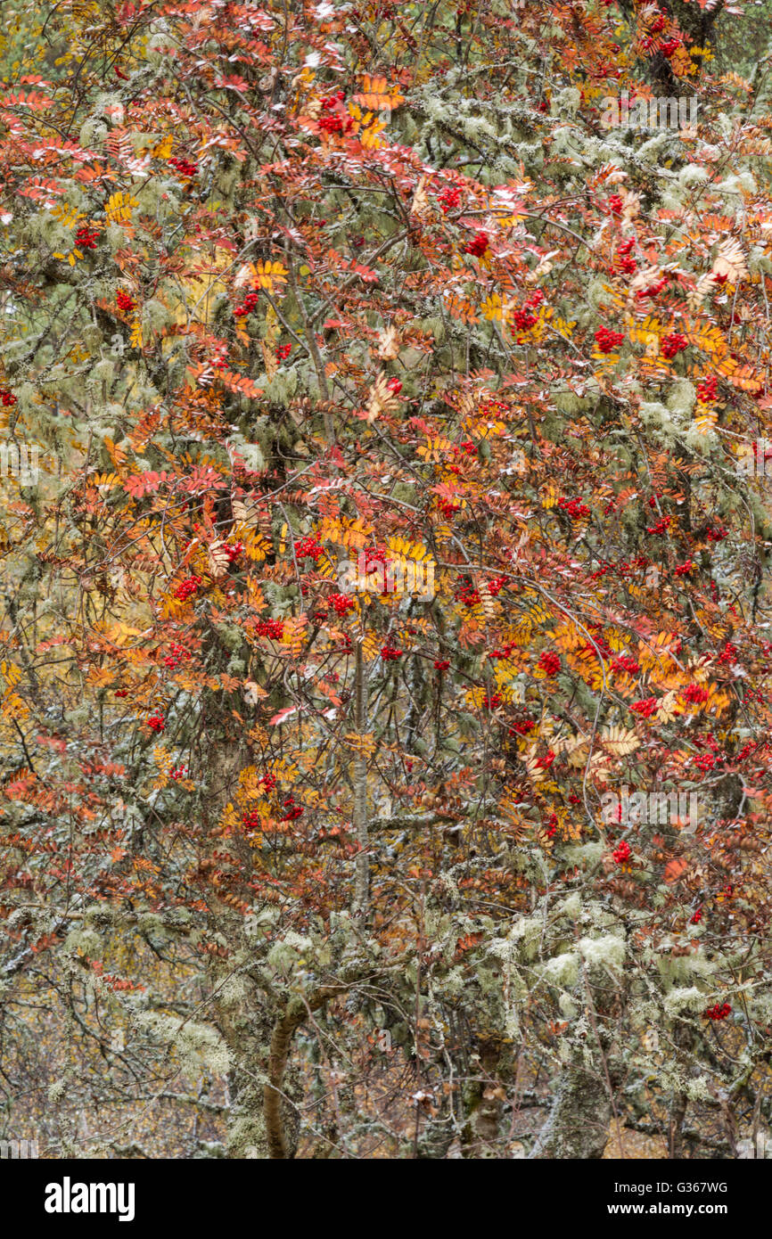 Rowan tree (mountain ash), Latin name Sorbus aucuparia, in autumnal ...