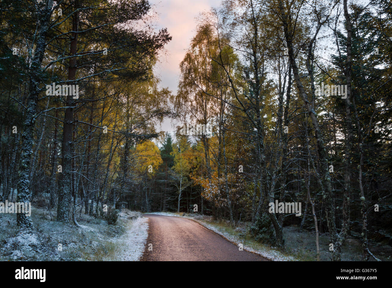 Remote forest road at dusk showing autumn birch tree colours with a ...