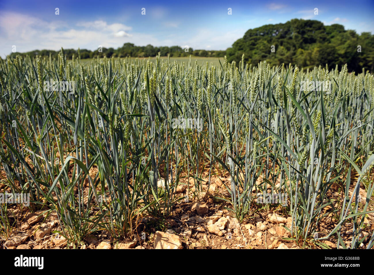 Arable farm uk hi-res stock photography and images - Alamy
