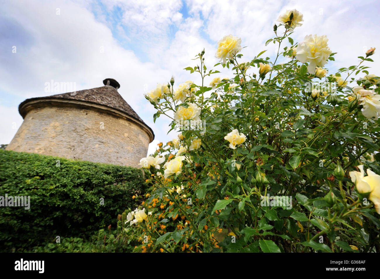 English country garden rose hi-res stock photography and images - Alamy