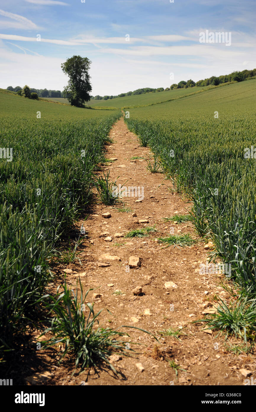 A footpath through an arable field in the Gloucestershire Cotswolds, UK ...