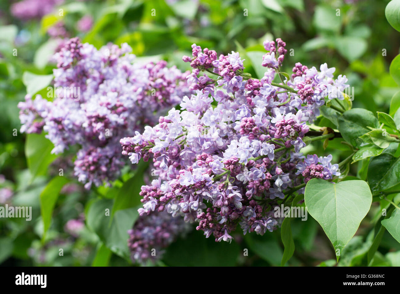 blue lilac blossoms Stock Photo - Alamy