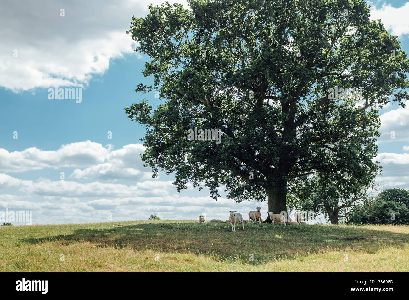 Sheep under sun in hi-res stock photography and images - Alamy
