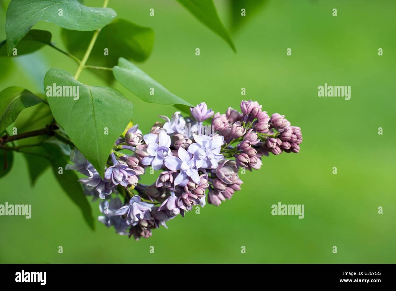 blue lilac blossoms Stock Photo - Alamy