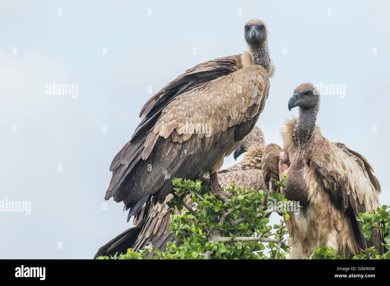 Three White-backed vultures sitting in a tree in Masai Mara, Kenya ...