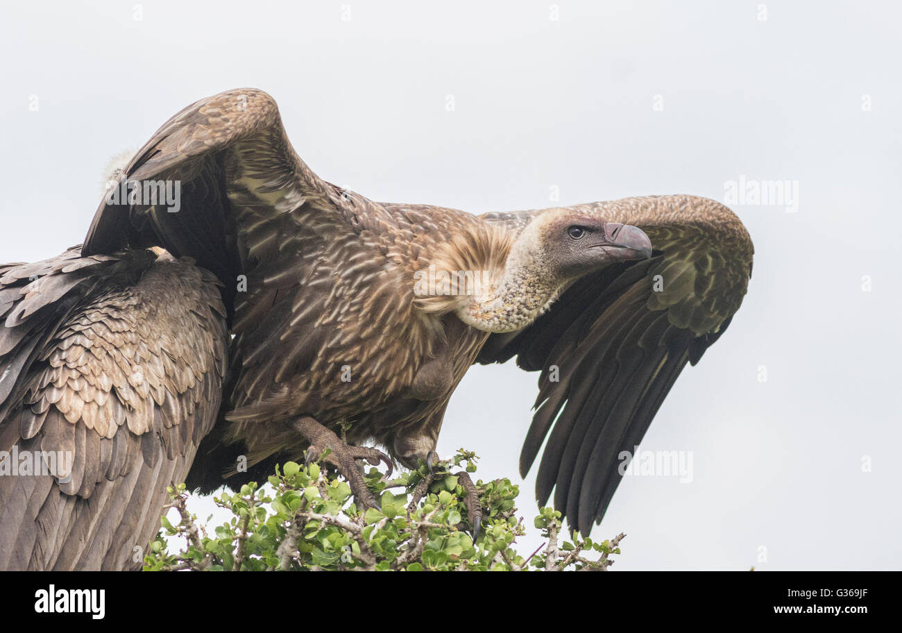 Two vultures sitting hi-res stock photography and images - Alamy
