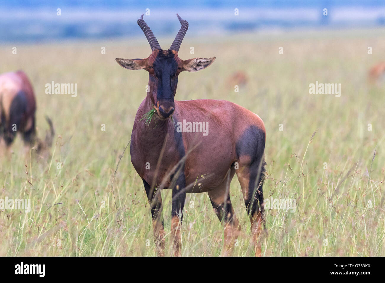 Topi gazelle eating and having grass in his mouth turning and looking ...