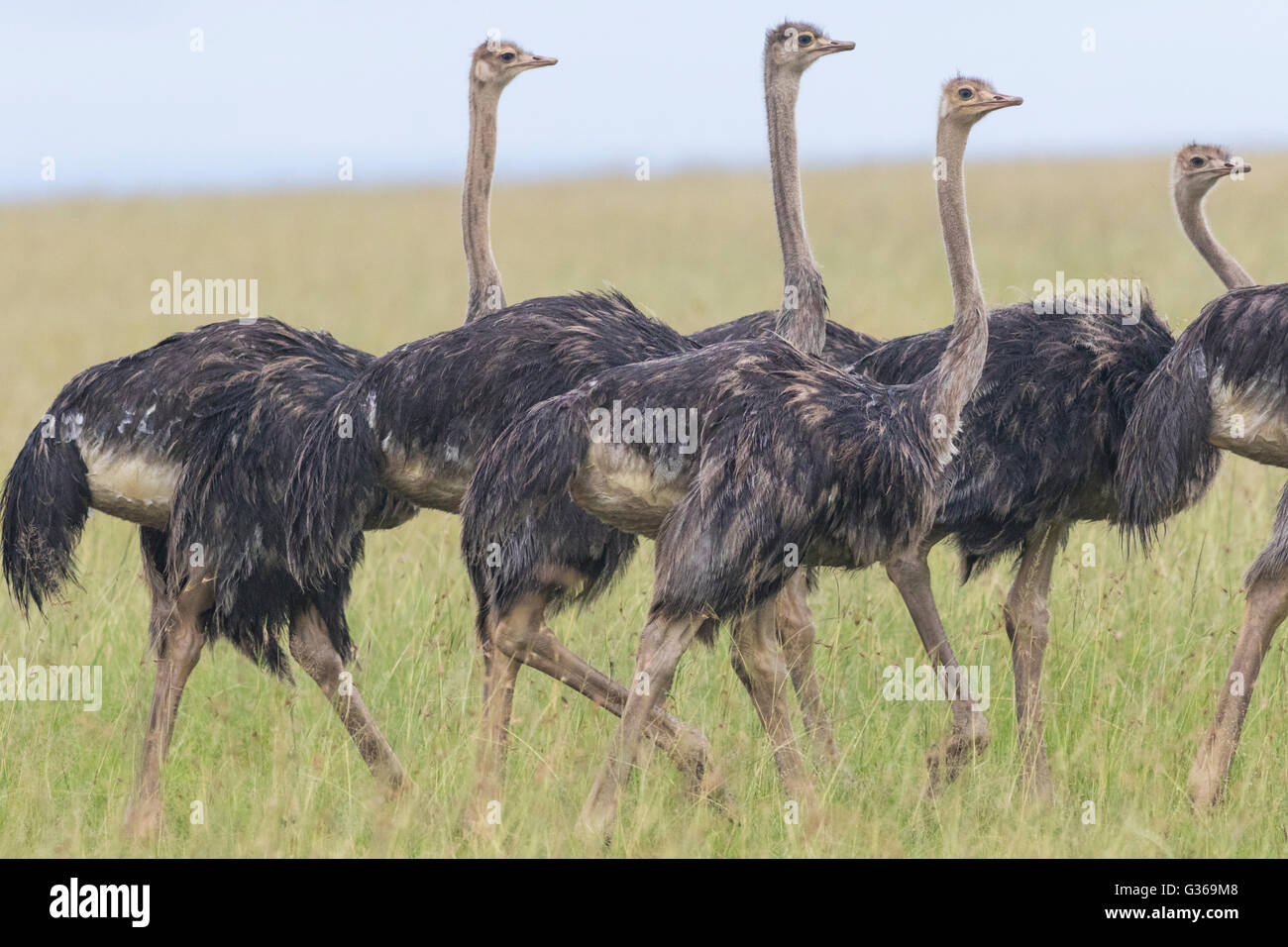 Ostriches running hi-res stock photography and images - Alamy