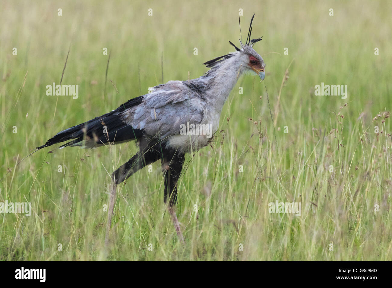 Secretary bird walking in high grass on the savanna in Masai mara ...
