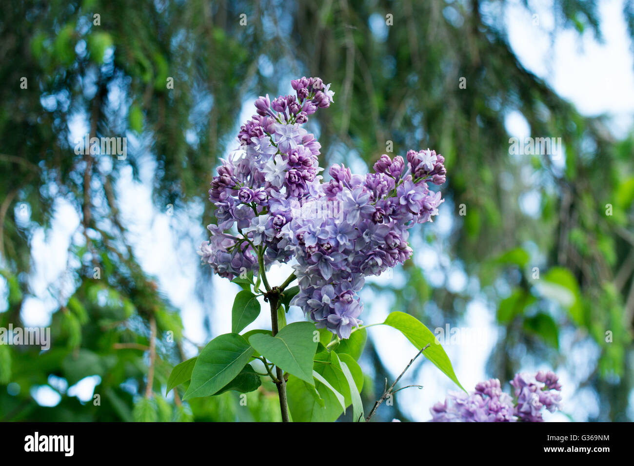 Lilac blue color hi-res stock photography and images - Alamy