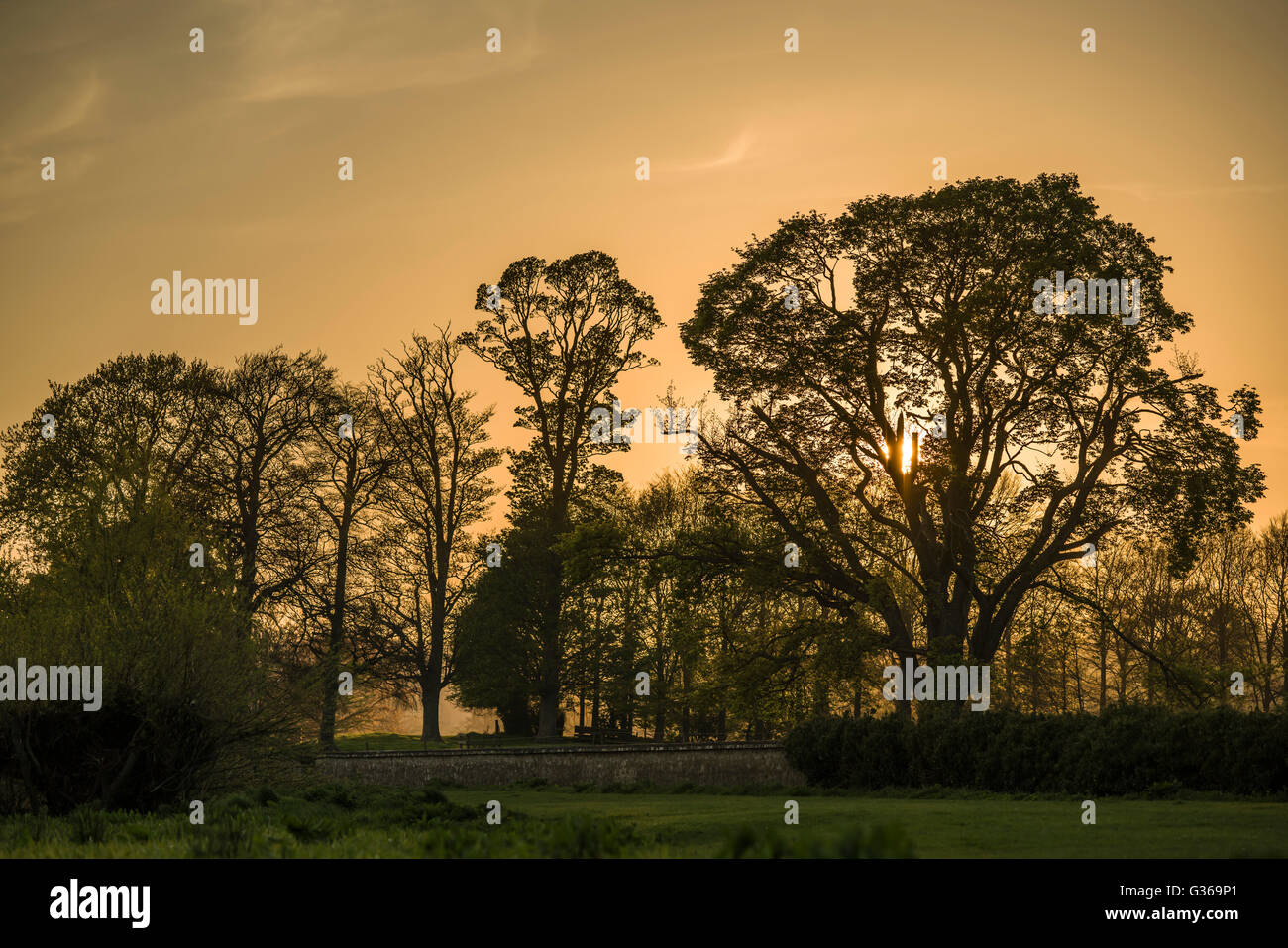 Sunset behind trees next to the Tweed river at Floors Castle, Scotland ...
