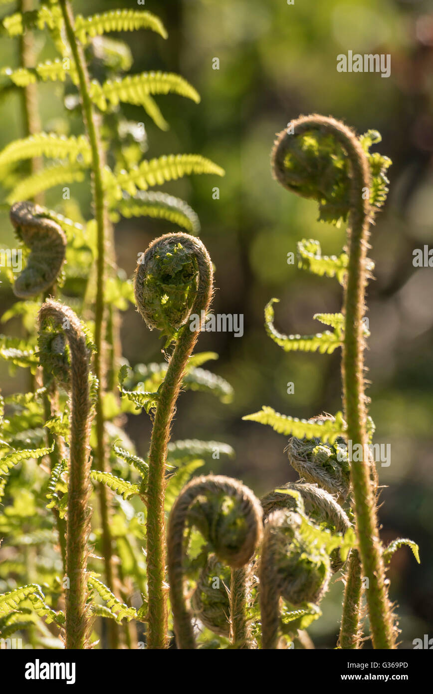 Young fern unfurling Stock Photo - Alamy