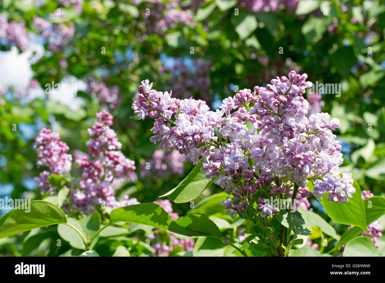 blue lilac blossoms Stock Photo - Alamy