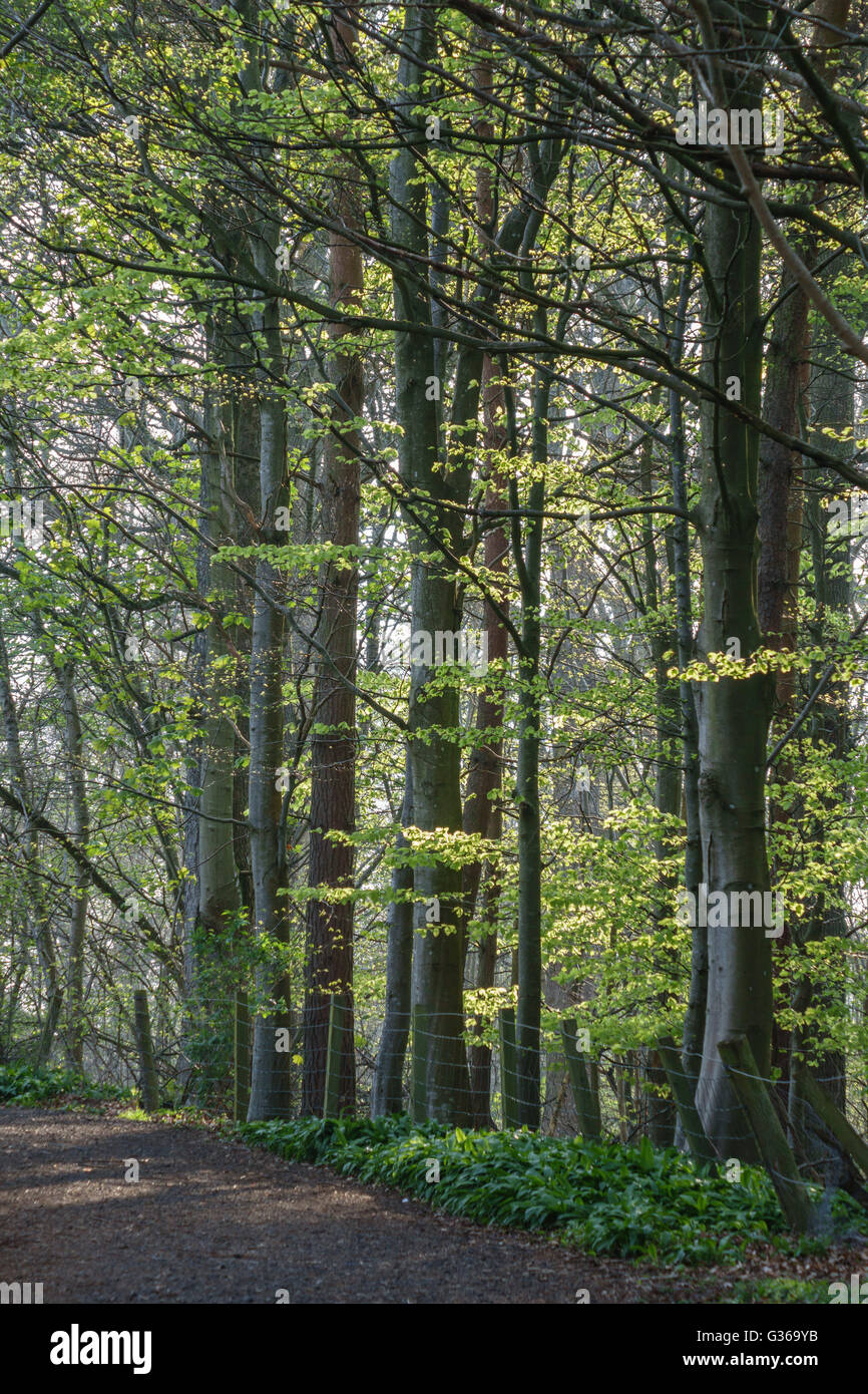 New trees in the scottish borders hi-res stock photography and images ...