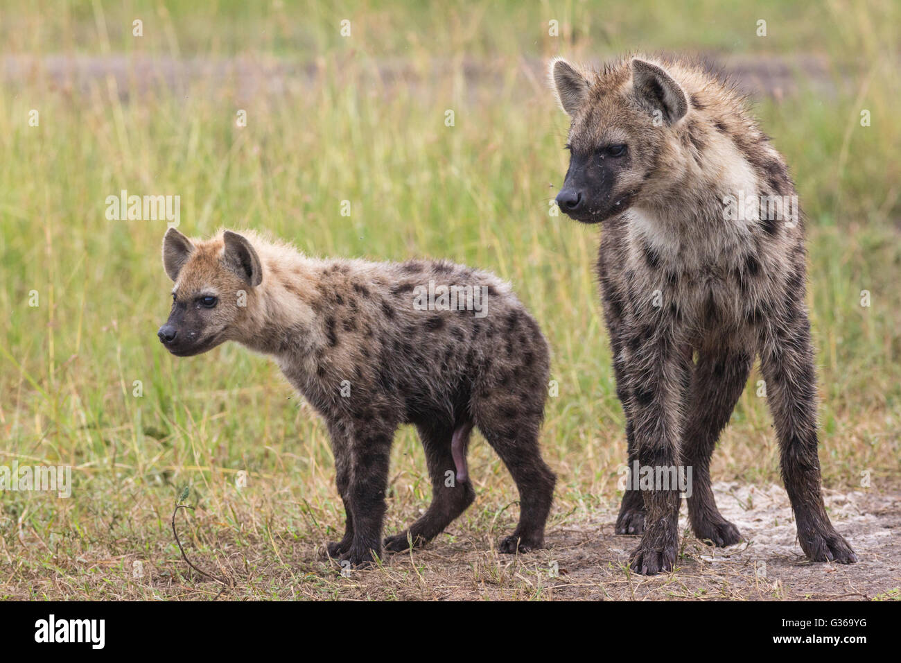Black Spotted Hyena High Resolution Stock Photography and Images - Alamy