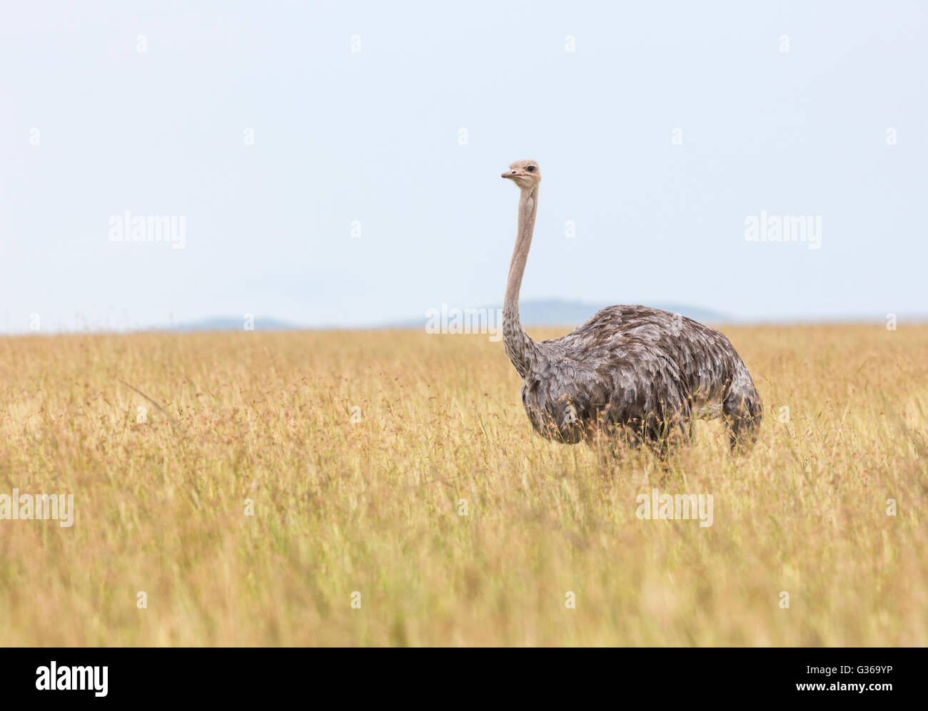 Ostrich kenya looking at camera hi-res stock photography and images - Alamy