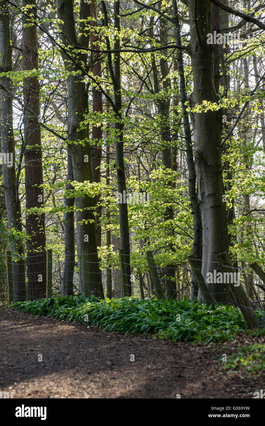 Scottish Borders - Wallace Statue, Bemersyde. Beech trees in May on the ...