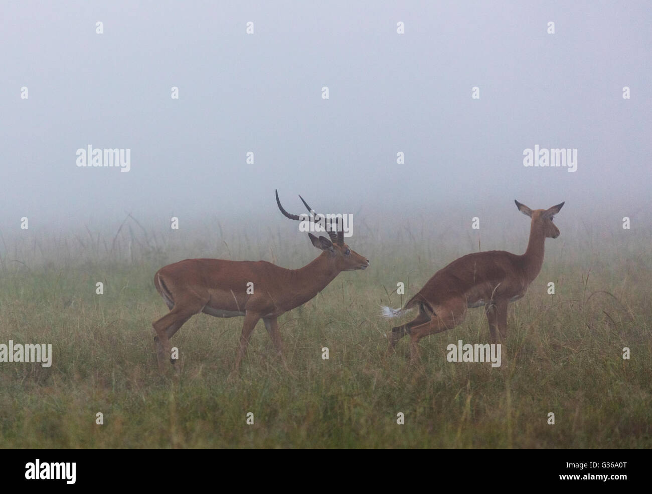 Mating antelope hi-res stock photography and images - Alamy