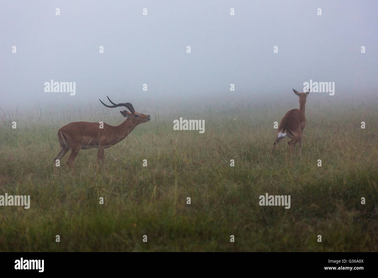 Impalas and male hi-res stock photography and images - Alamy