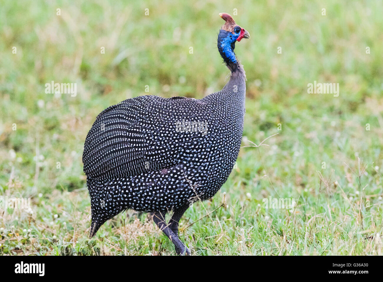 Helmeted Guinea fowl, Numida mitrata, in Masai mara, walking on the ...