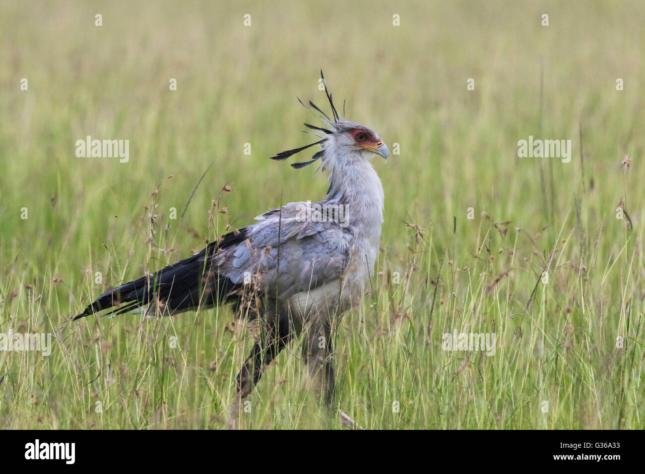 Secretary bird walking in high grass on the savanna in Masai mara ...