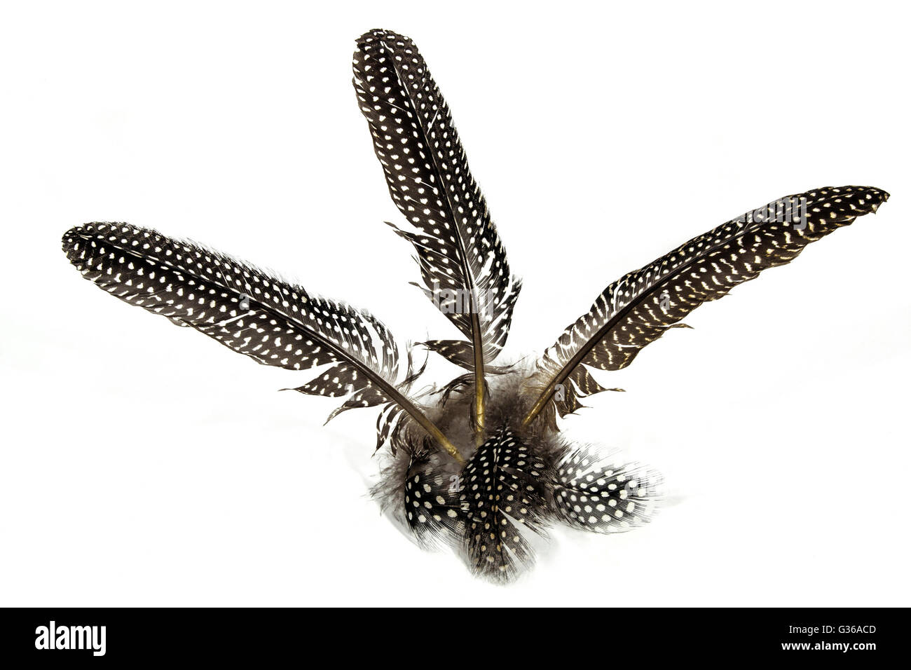 Guinea Fowl Feathers High Resolution Stock Photography and Images - Alamy
