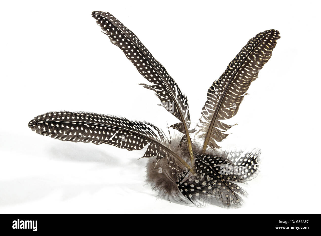 Bunch bird feathers hi-res stock photography and images - Alamy