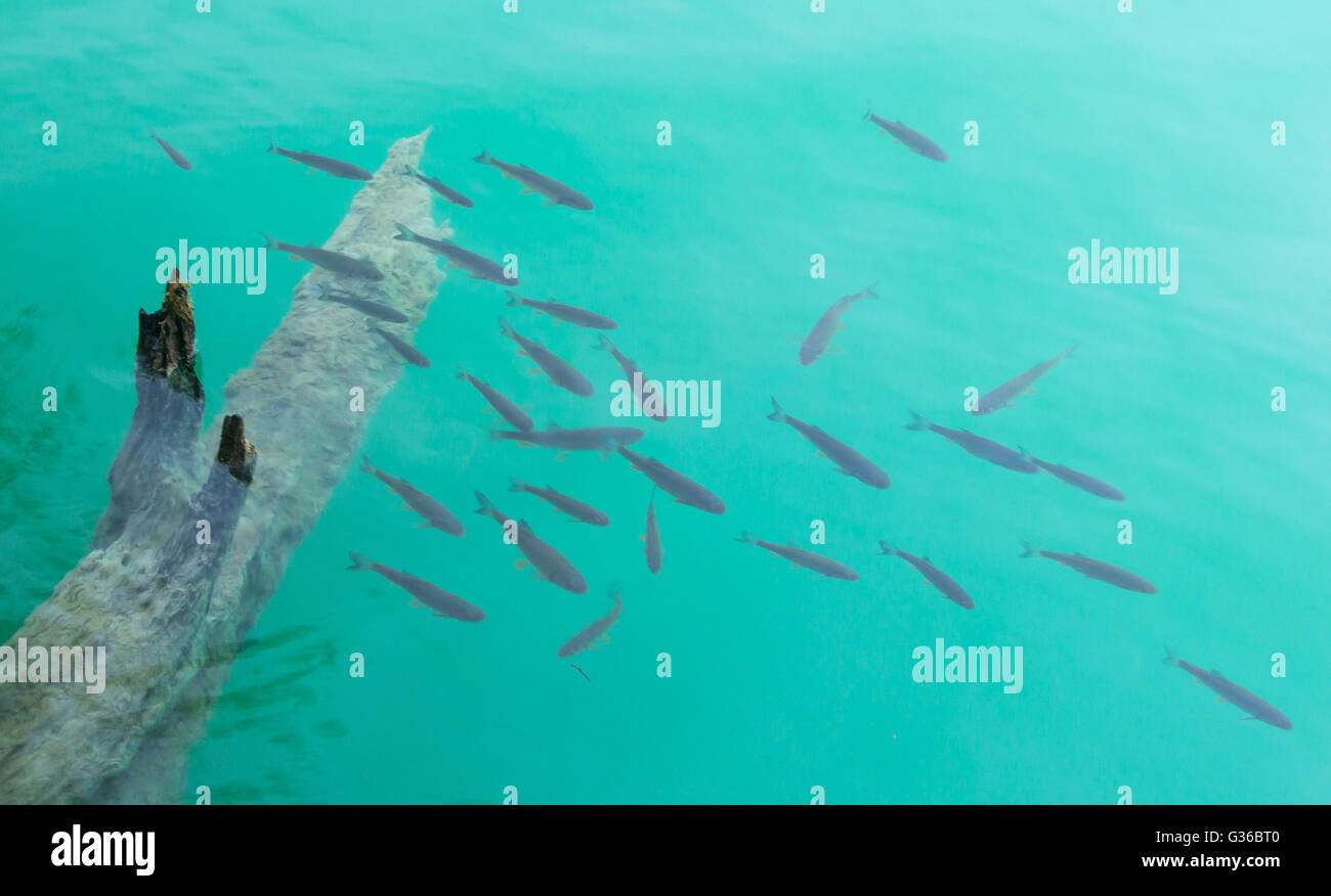 Shoal of fish hi-res stock photography and images - Alamy