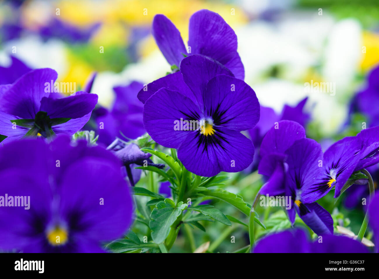 Violet pansy with pansies and green in background, Day and night flower ...