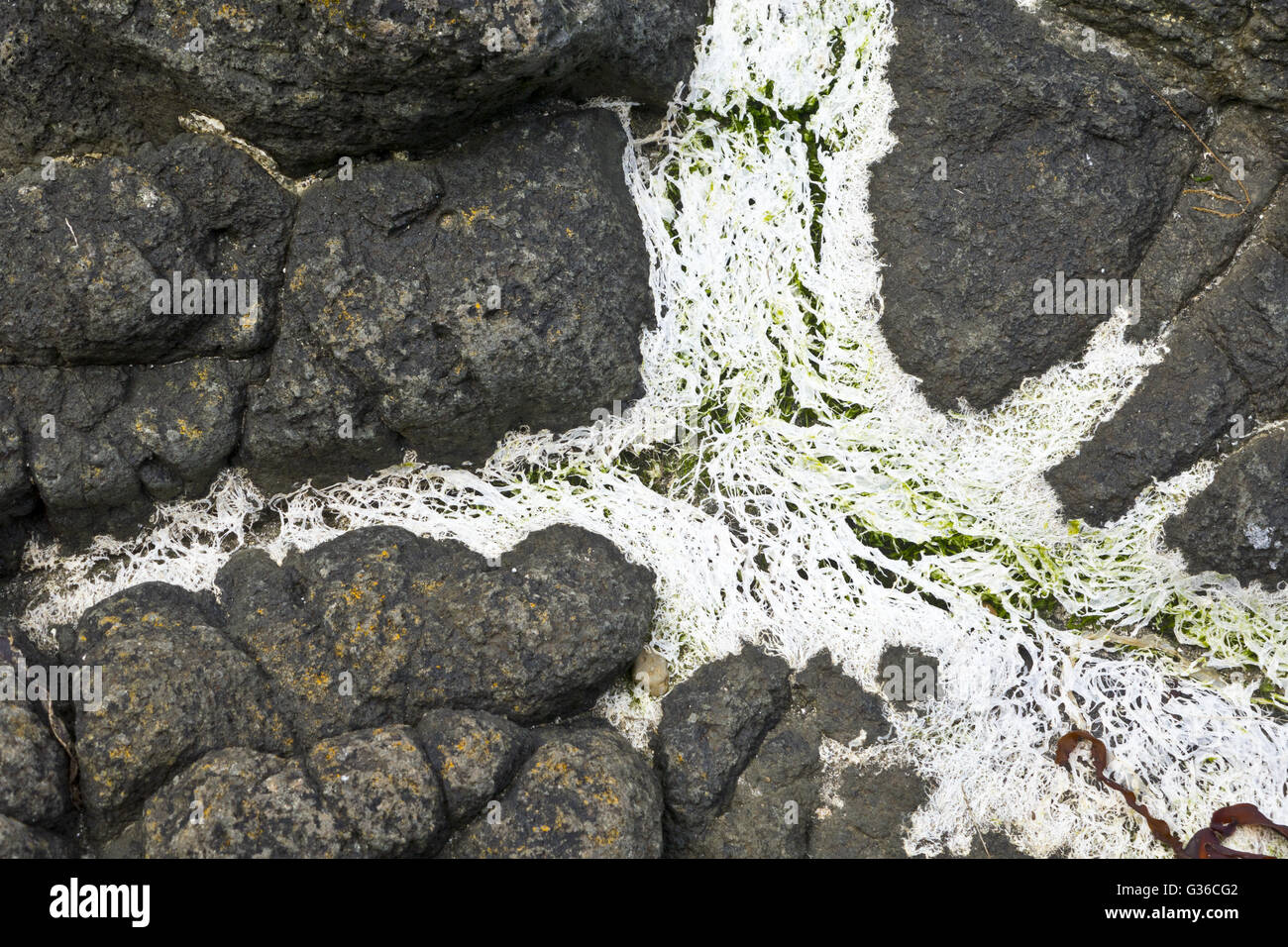 Seaweed on rocks hi-res stock photography and images - Alamy