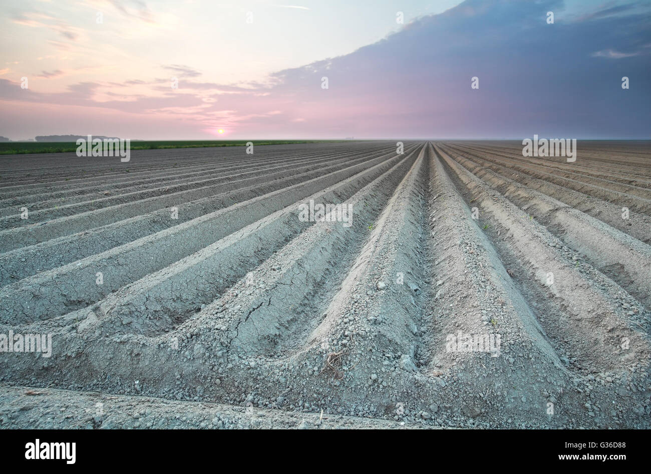 Potato field texture hi-res stock photography and images - Alamy