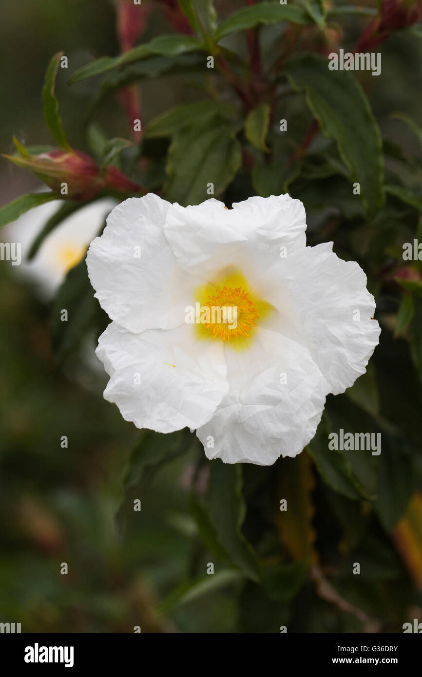 Cistus ladanifer. Gum rockrose flower Stock Photo - Alamy