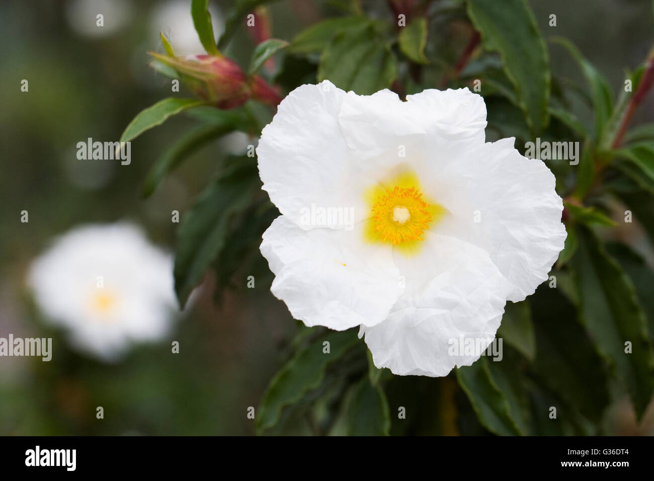 Cistus ladanifer. Gum rockrose flower Stock Photo - Alamy