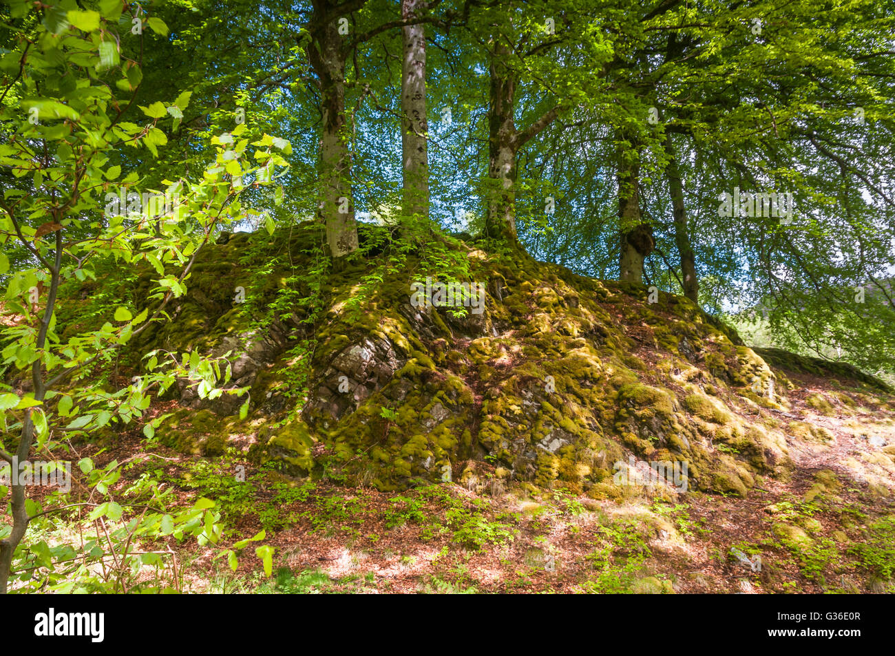 Moss covered European Beech tree roots, Fagus sylvatica, in the dappled ...