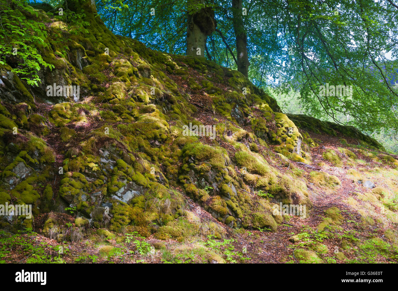 Moss covered European Beech tree roots, Fagus sylvatica, in the dappled ...